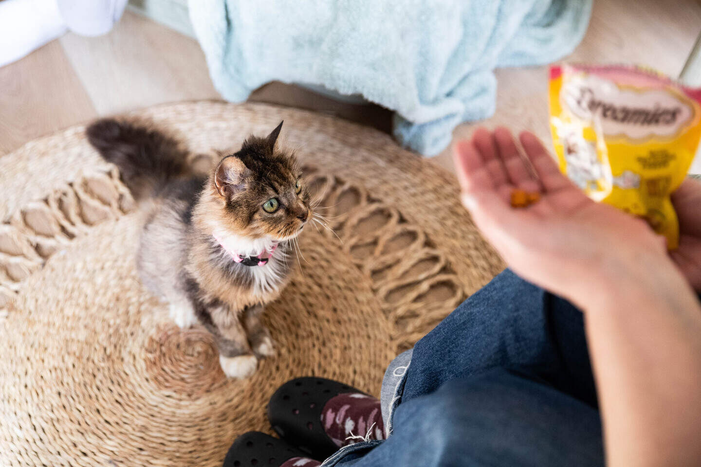 Kumiko Ballyhackamore Ireland S First Cat Cafe Aims To Improve Mental